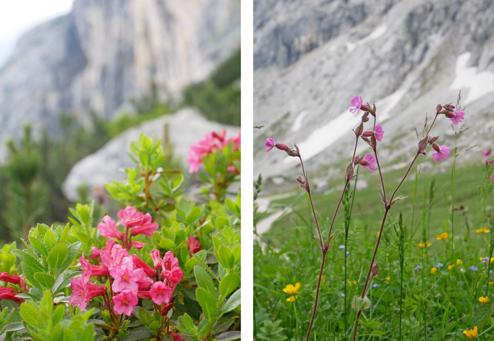 Bunte Bergblumen im Garmisch Classic Gebiet | Garmisch erleben